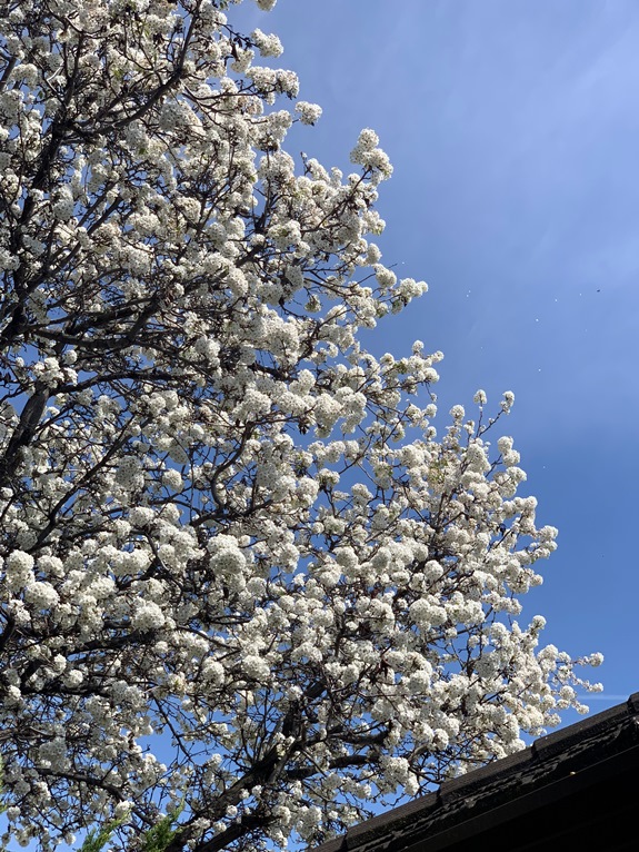 It Wouldn’t Be Spring Without This Picture « Terre Pruitt's Blog