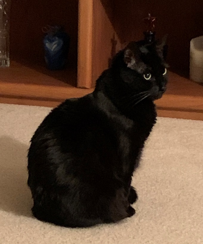 Silky Kitty « Terre Pruitt's Blog