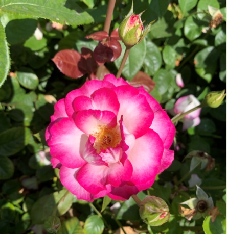 Hot Pink Rose Garden Rose « Terre Pruitt's Blog